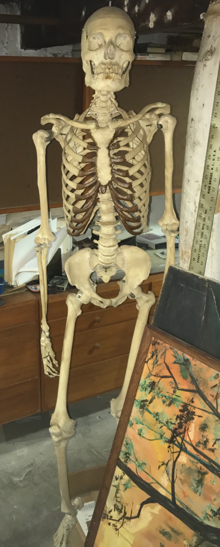 For Sale: Articulated Human Skeleton – ThackerayArt.com